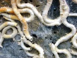 Ancient extinct fossil returns to life in New Zealand