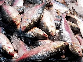 Odisha targets to double fish production in five years with Tilapia farming