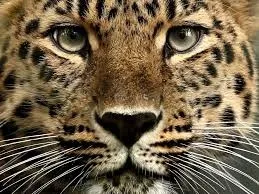 After four days, leopard finally leaves IIT Bombay