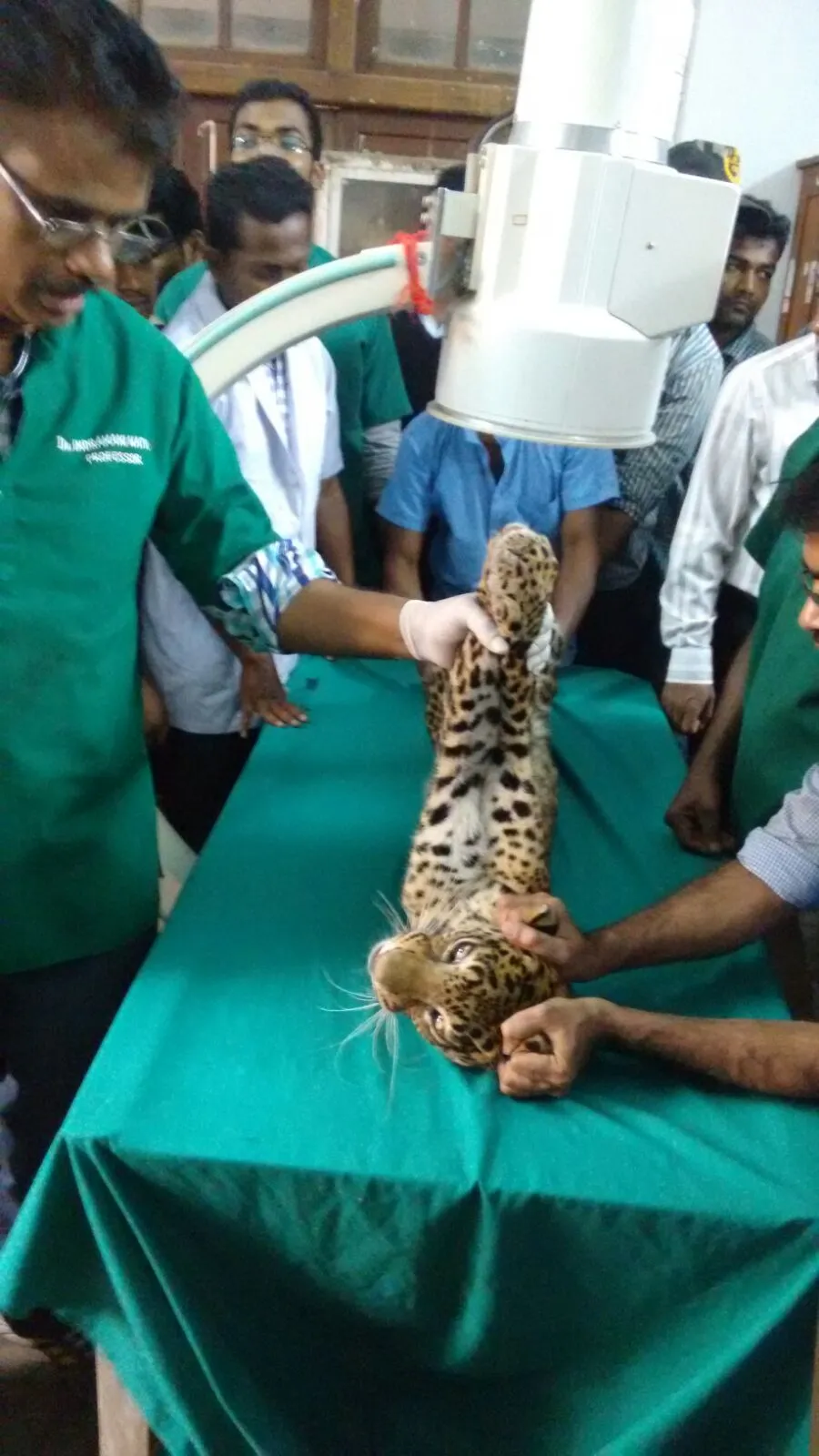 Injured leopard dies at vet hospital in Odisha capital
