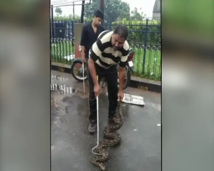 Eight-feet-long python rescued from Malgodown PS in Odisha