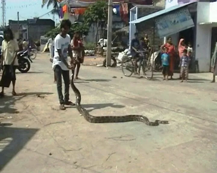 Fifteen-feet-long python rescued from Ganjam in Odisha