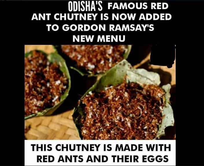 Gordon Ramsay impressed by fiery red-ant chutney savoured by Odisha ...