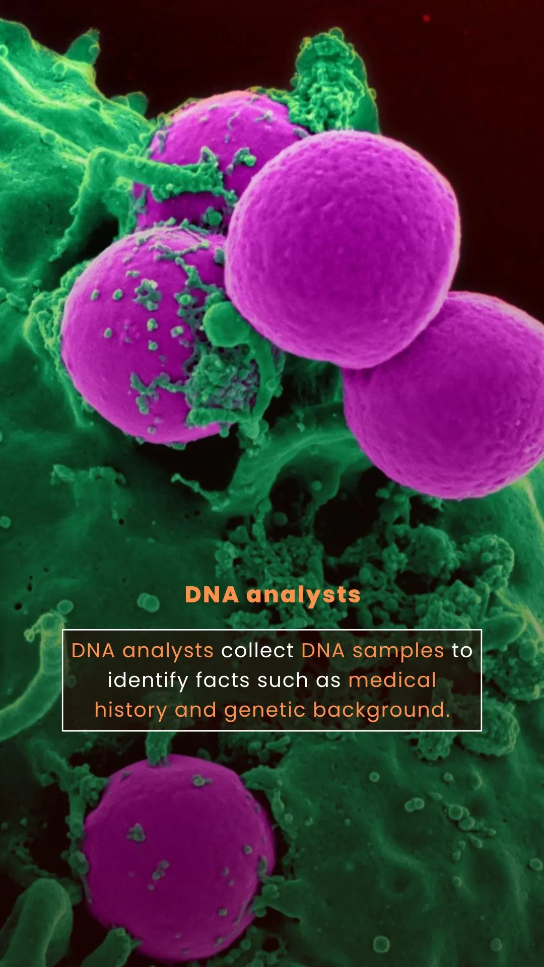 Career Opportunities in Biotechnology