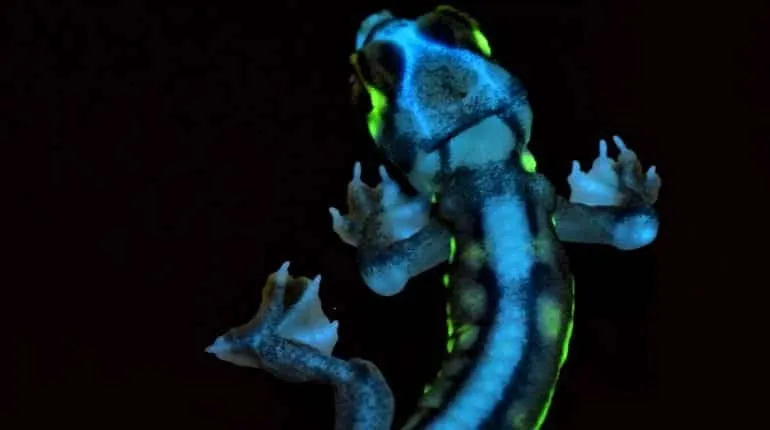 Look at these glowing images of fluorescent reptiles recently ...