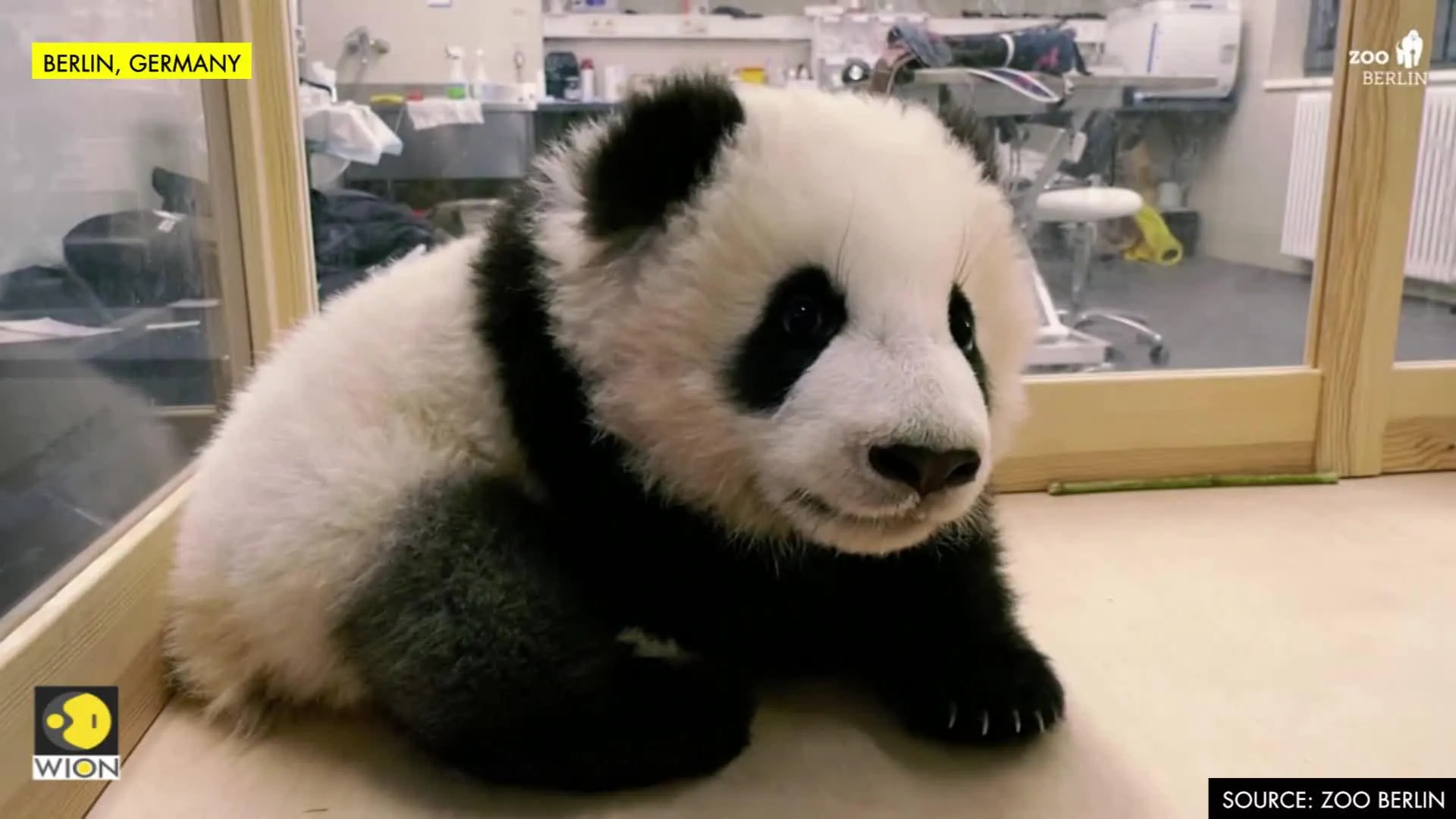panda baby berlin News - Latest panda baby berlin News, Breaking panda ...
