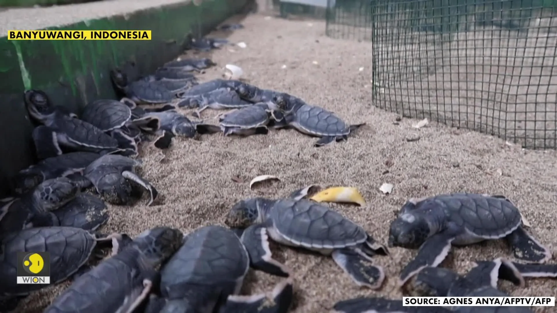 Indonesia's baby sea turtles News - Latest Indonesia's baby sea turtles ...