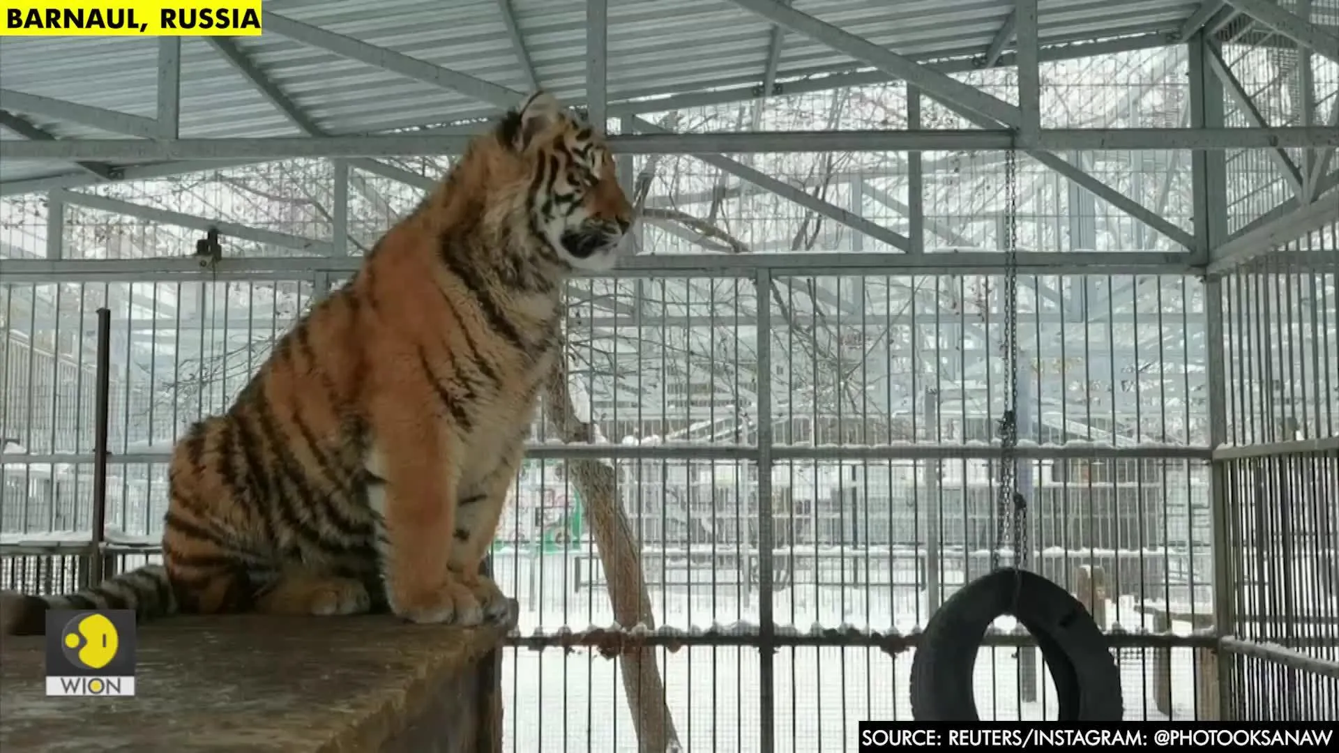 russian zoo News - Latest russian zoo News, Breaking russian zoo News ...