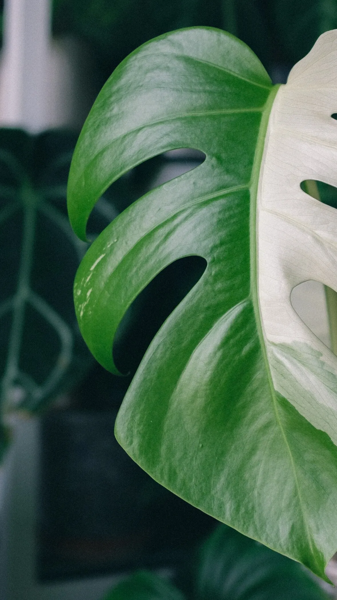 8 Most Expensive Plants In The World