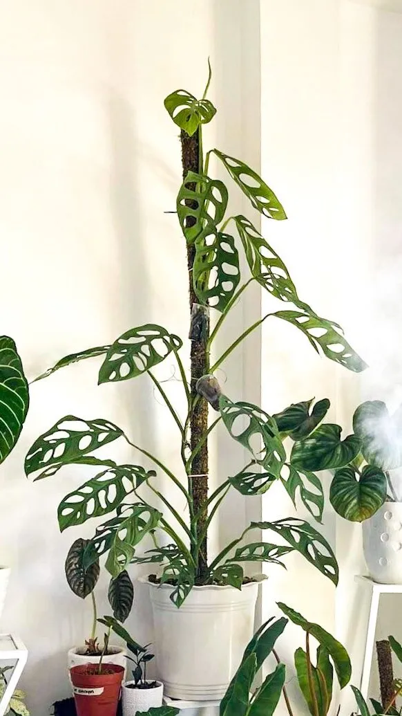 8 Most Expensive Plants In The World