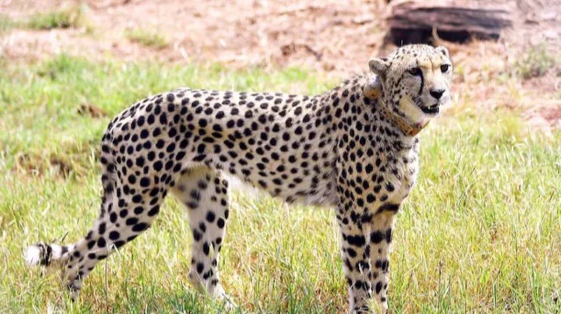Namibian Female Cheetah Brought To Madhya Pradesh Passes Away Due To Renal Infection