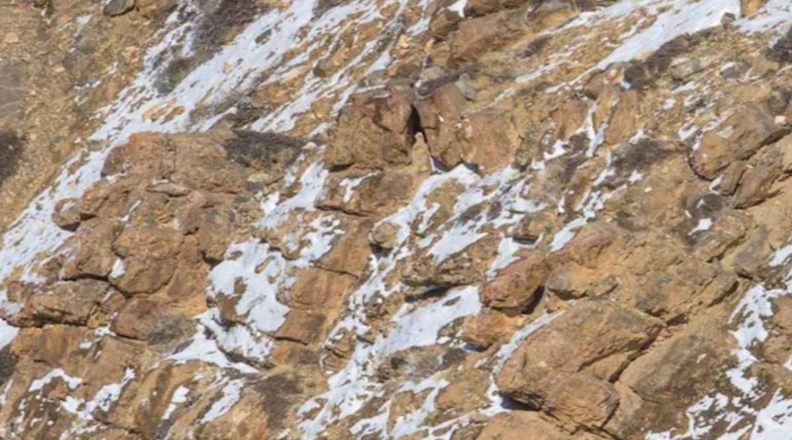 இந்த படத்துல பனி சிறுத்தையை 18 நொடிகளில் கண்டுபிடிச்சா… நீங்கதான் ஃபர்ஸ்ட்!