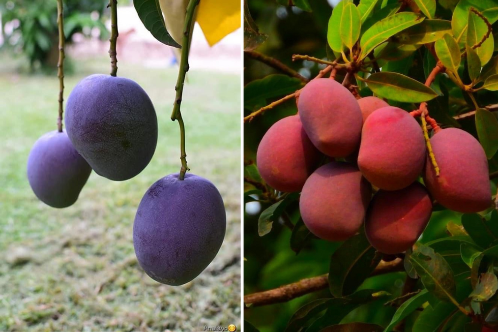Blue mangoes and Tumba