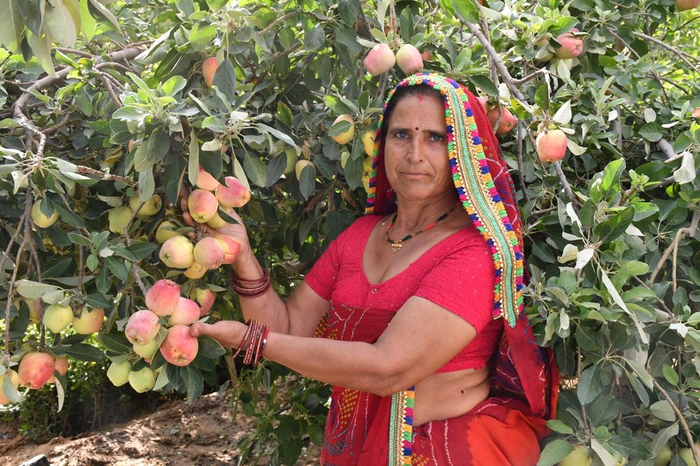 Rajasthan’s woman farmer grows organic apples at 50 degrees Celsius; gets Rs 38 lakh turnover ...