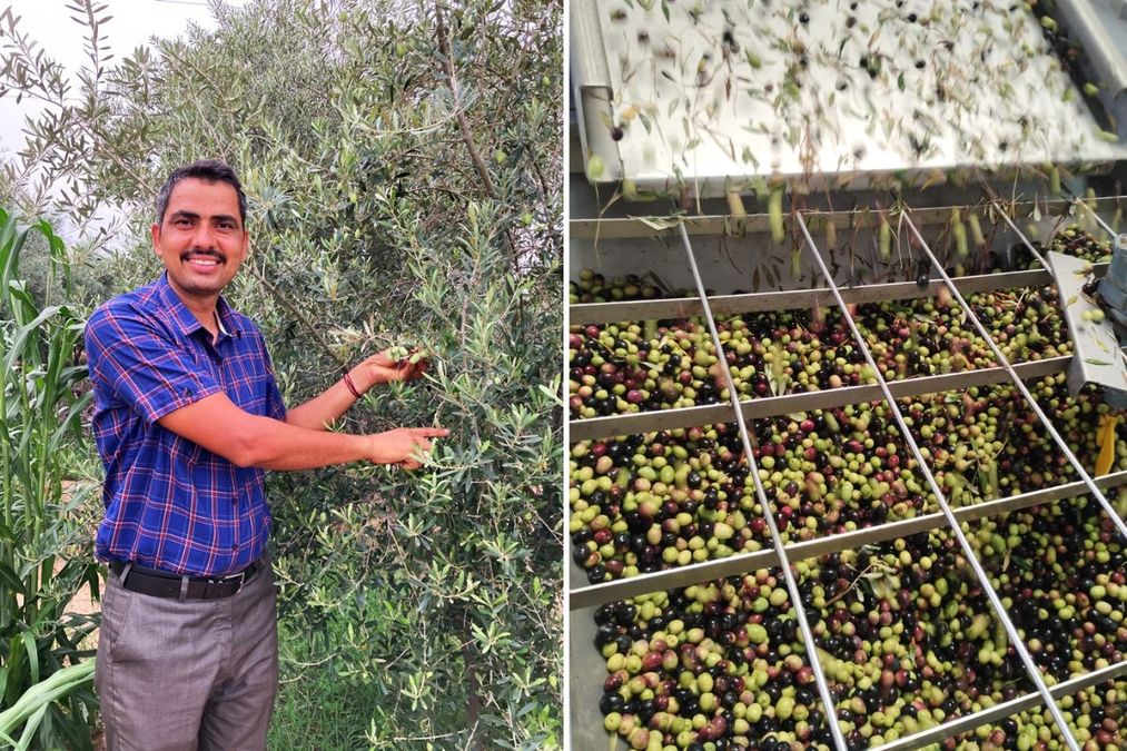 This innovative farmer earns Rs 10 lakh per acre with olive farming ...