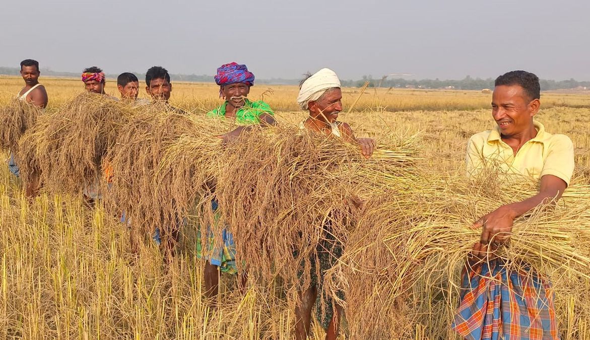 Odisha's tribal farmers bring back pigmented rice varieties