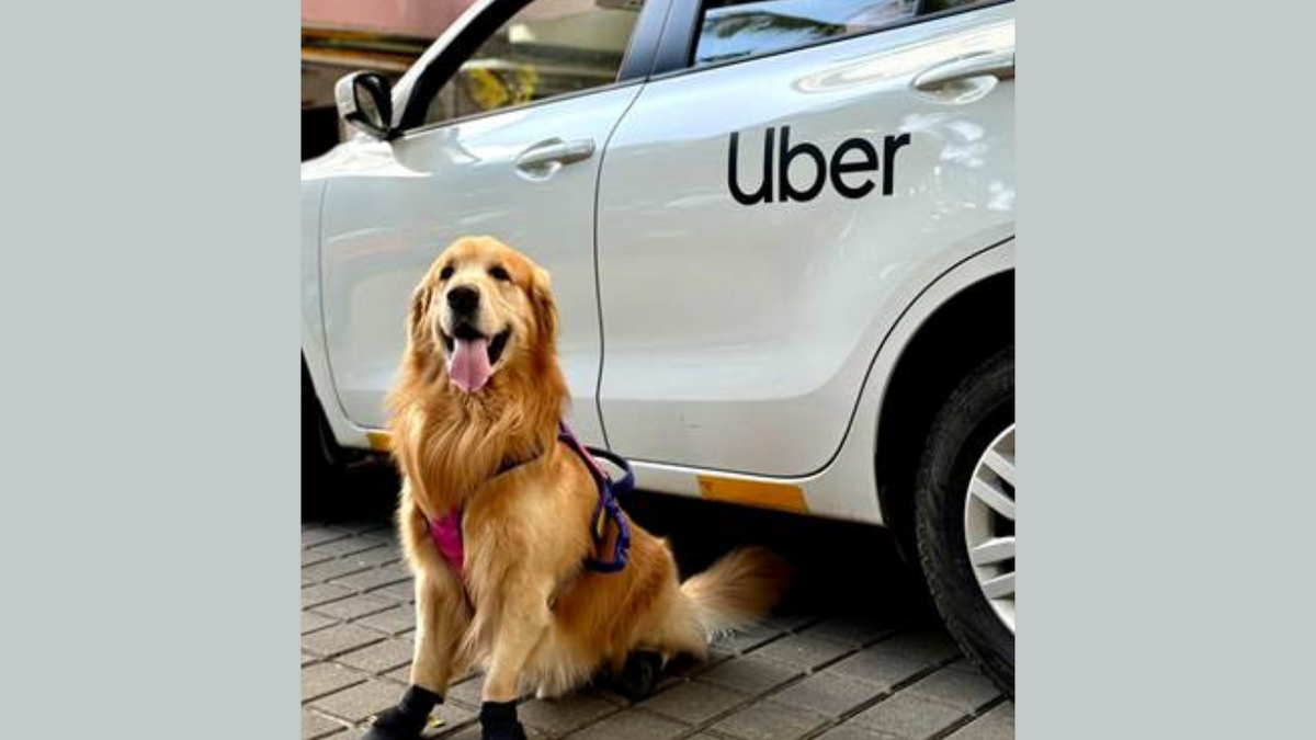 Uber Pet debuts in Bangalore, easing travel for pet owners