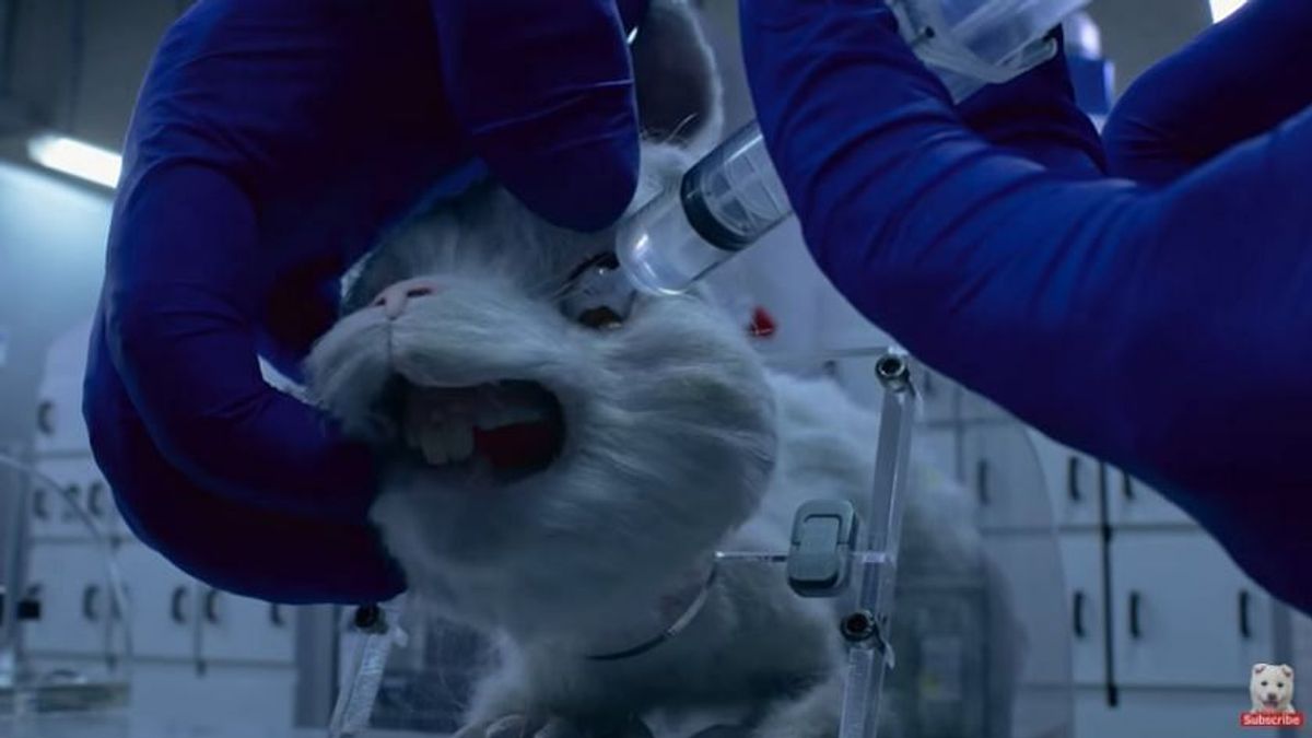 ‘Save Ralph’, an animated short film, drops bombs on animal testing for ...