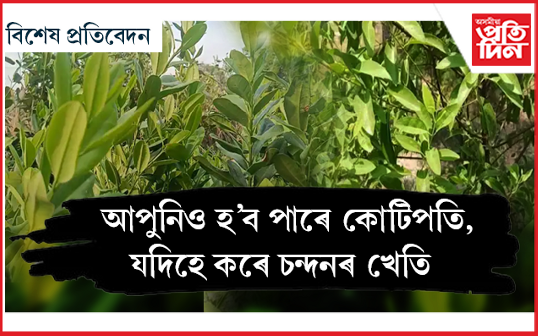 বগা চন্দন কেৱল কপালৰ ফোটৰ বাবে নহয় : আন্তৰ্জাতিক চাহিদা থকা বগা চন্দনে ...