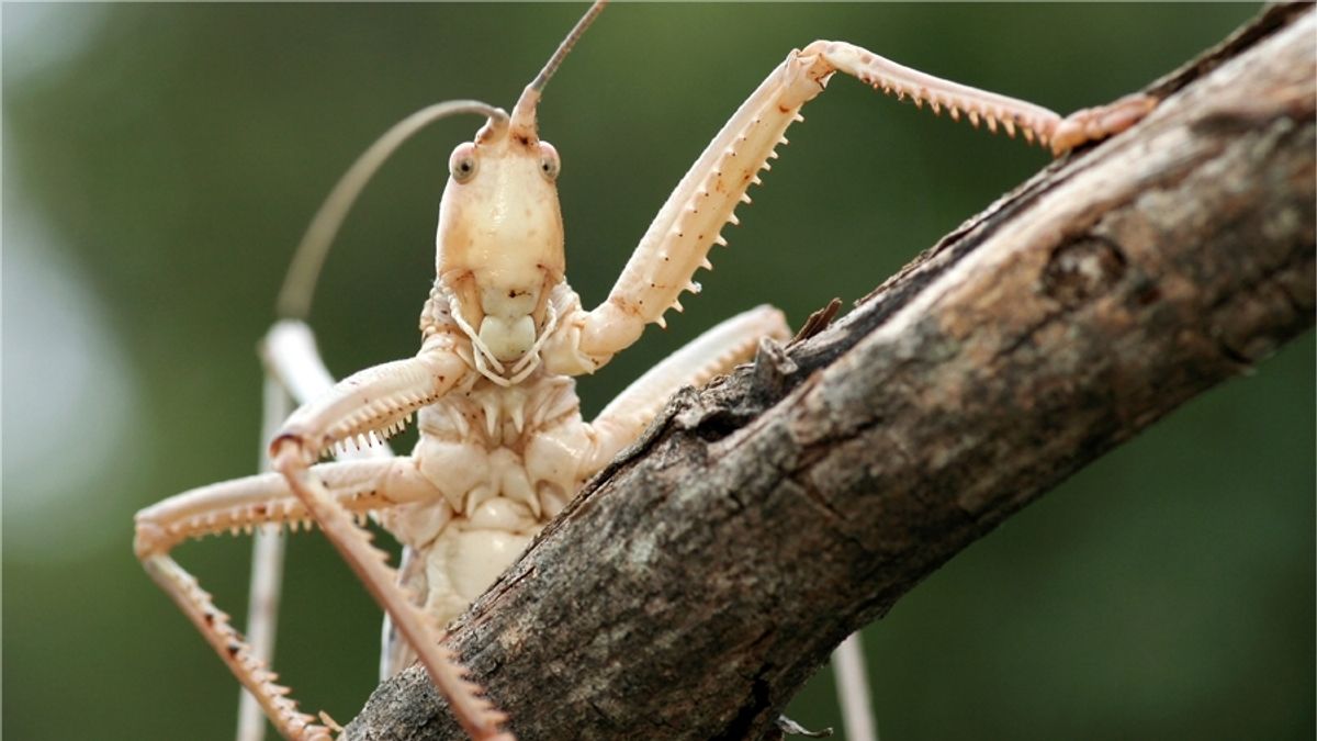 New Cecrops Bush-Cricket Species Unveiled in Athens, Sheds Light on ...