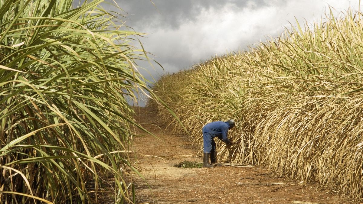 Kenyan Communities Embrace Sustainable Farming to Save Biodiversity and ...