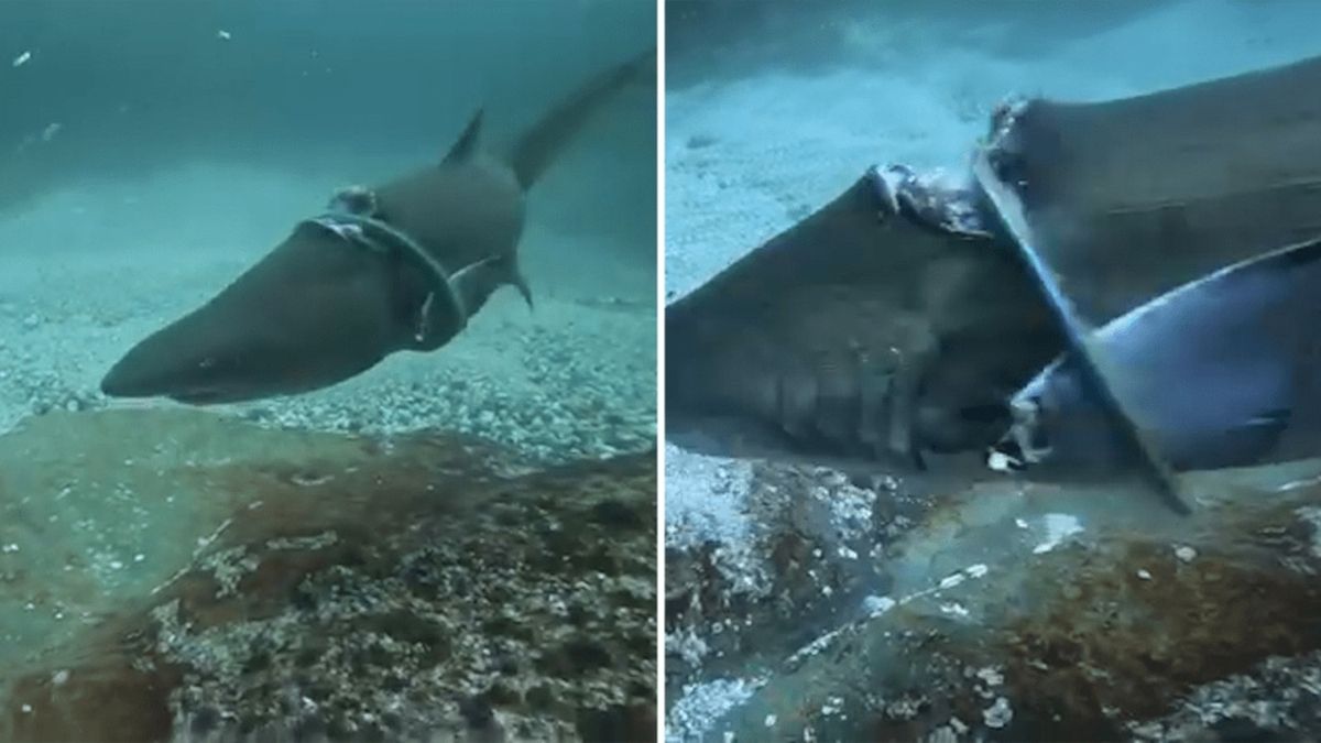 Maimed Shark Off NSW Coast Spotlights Marine Plastic Peril