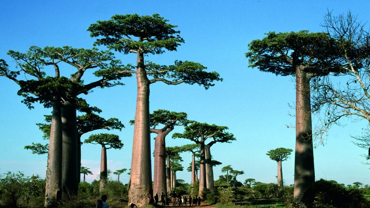 The Key to Madagascar’s Remarkable Plant Biodiversity – Green Reporter