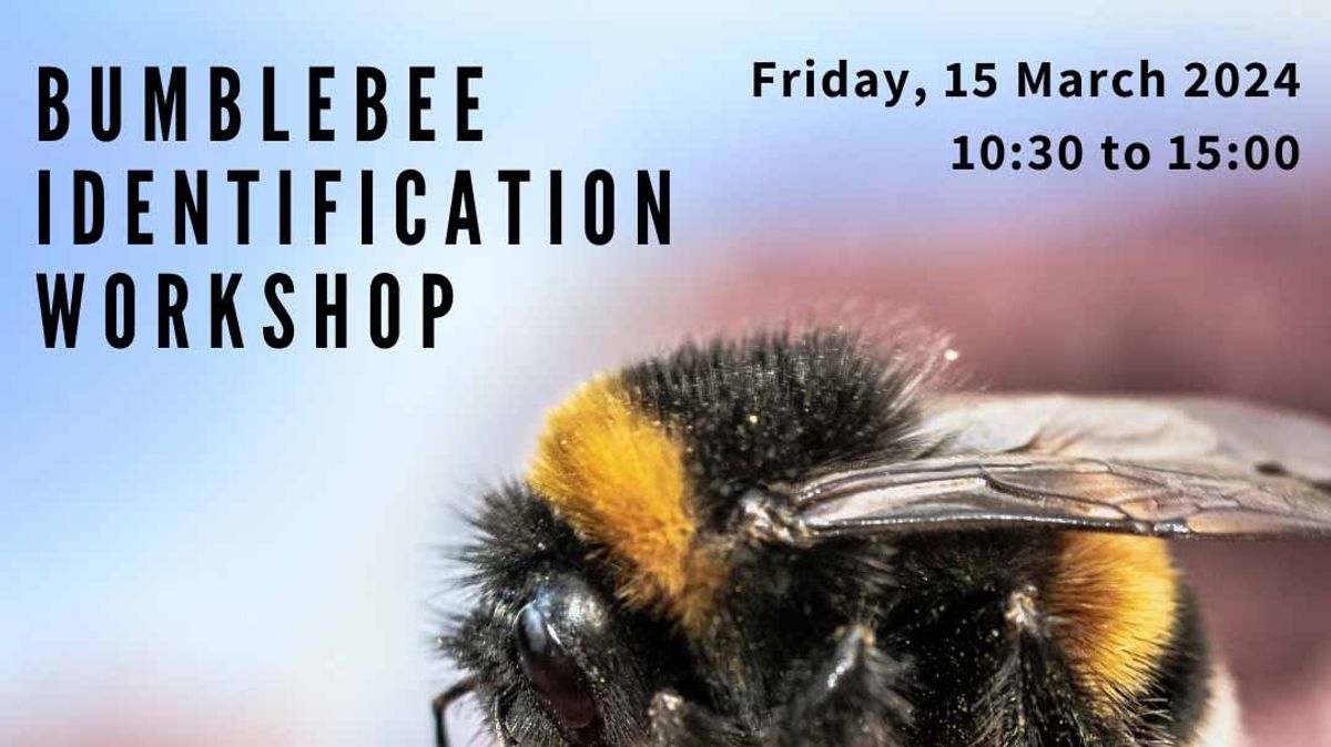 Kilkenny Hosts Free Bumblebee Identification Workshop: Boosting ...