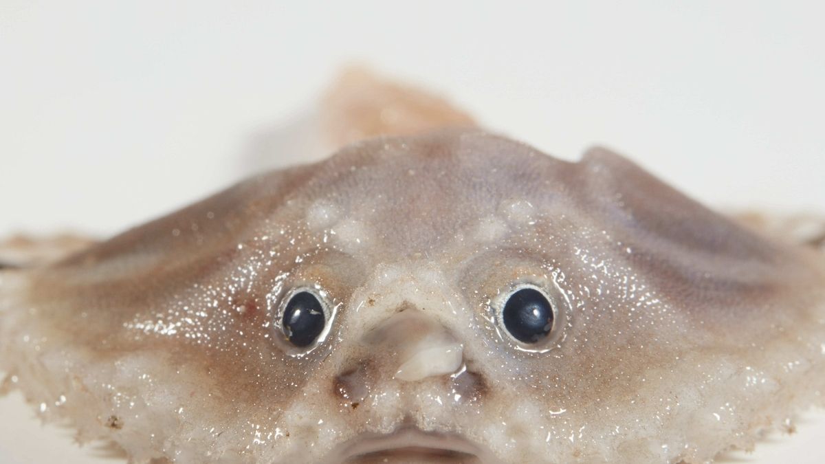 New Deep-Sea Discoveries in Indian Ocean Expand Biodiversity Horizon ...