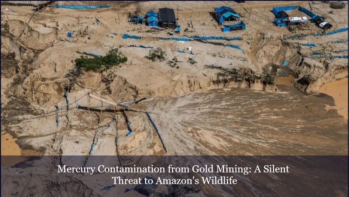 Mercury Contamination from Gold Mining: A Silent Threat to Amazon's ...