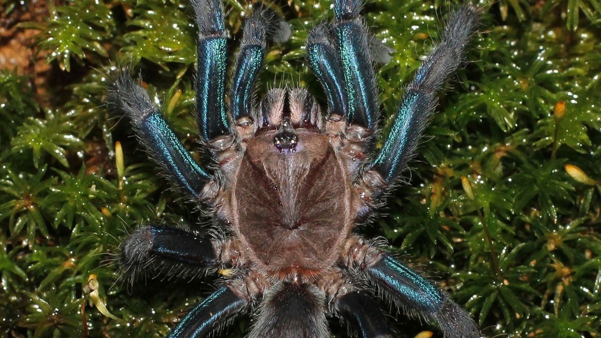 The Electric Blue Enigma: Discovering a New Species of Tarantula in ...