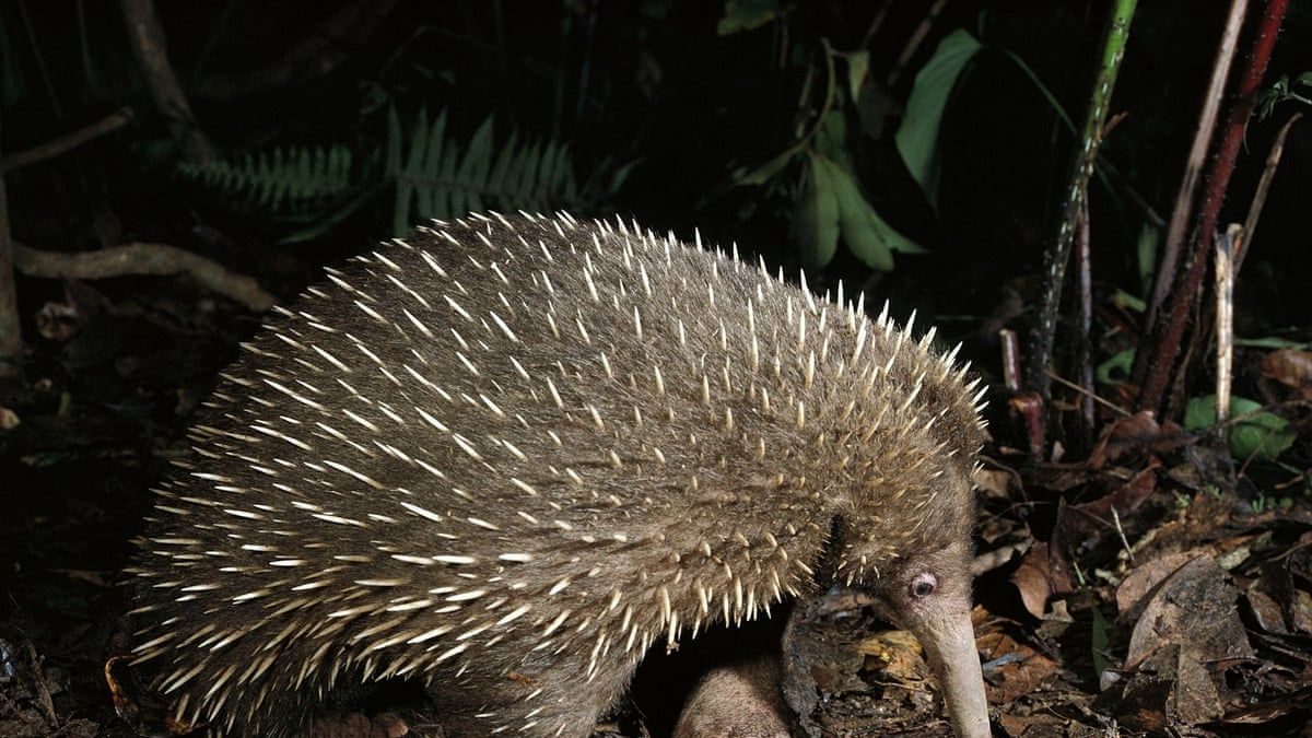 Rediscovery of Attenborough's Long-Beaked Echidna: A Triumph of Nature ...