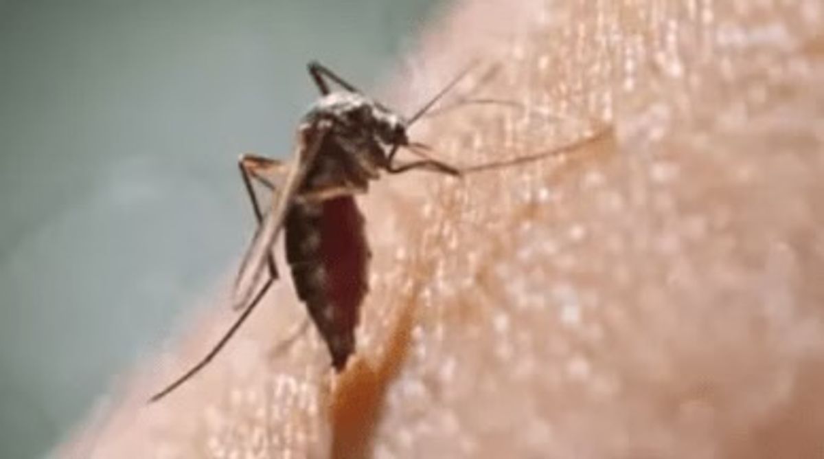 BMC launches ‘Bhag Machchar Bhag’ campaign to combat dengue