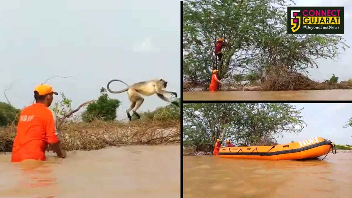 Caring NDRF rescue Baboons stuck on a tree in Rajasthan