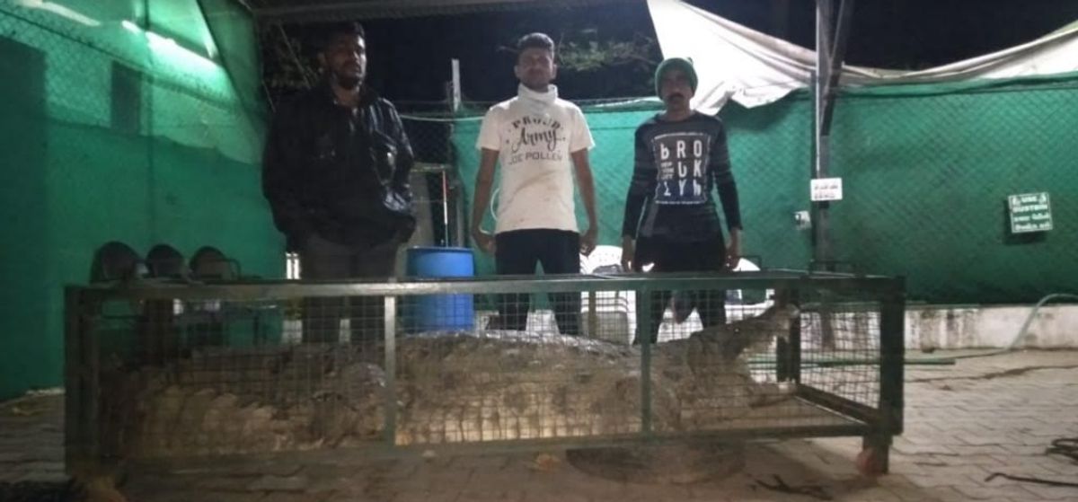 GSPCA and forest department rescued 15 foot crocodile from residential area