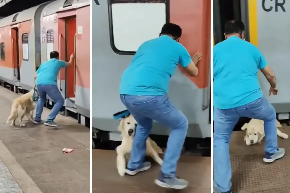 Viral Video: Horrifying! Dog Owner's Careless Approach Endangers Canine ...