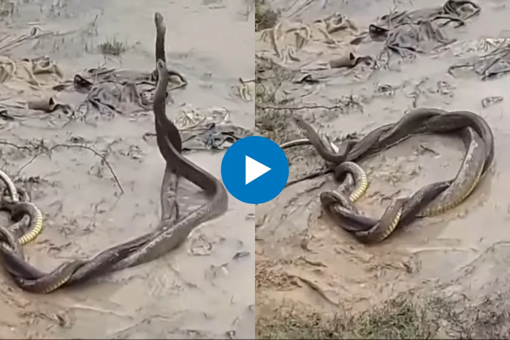 Viral Video: Nag & Nagin fell in love along the river, see what happens ...