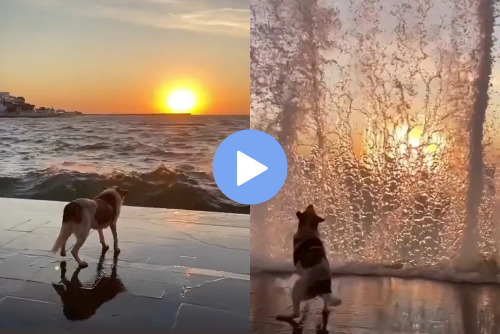 Viral Video: Breathtaking video of a Dog overawed by sea waves ...