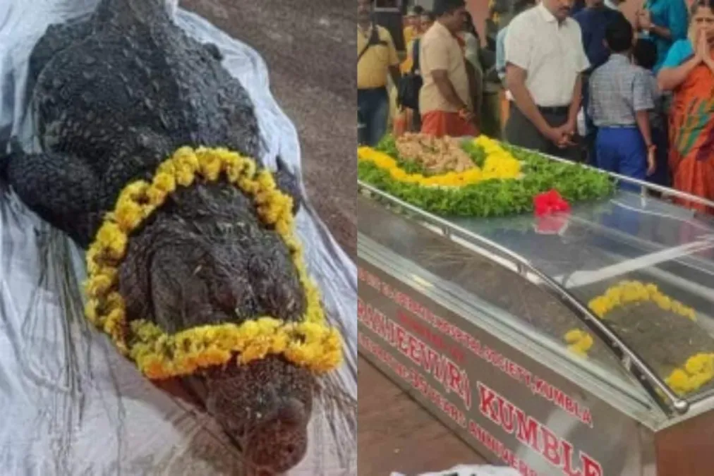 Viral Photo: Babiya, Kerala temple's vegetarian crocodile, passes away ...