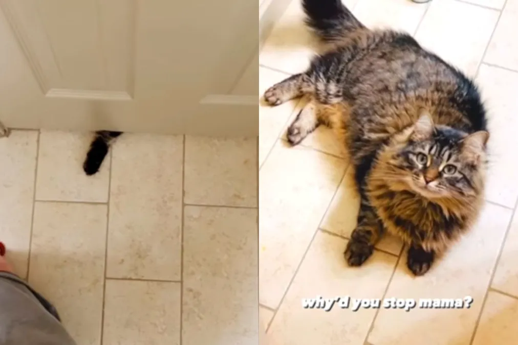 Viral video: Meow moment! Cat plays 'door hockey' with her pet mom from ...