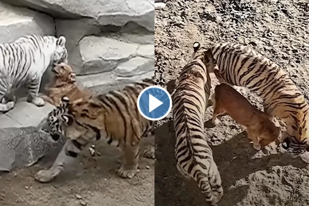 Viral video: Motherly instinct knows no boundaries! Watch how these ...