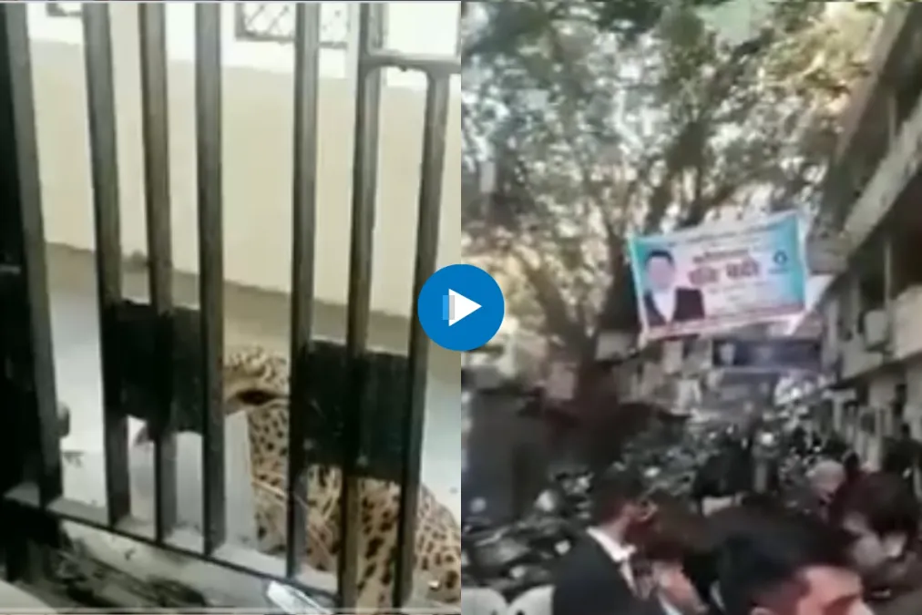 Wild Leopard causes chaos at Ghaziabad District Court, sparks emergency response leaving several ...