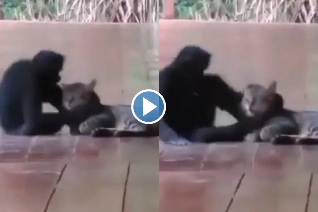 Viral video: Unusual Friendship ! The way this monkey puts his arms ...