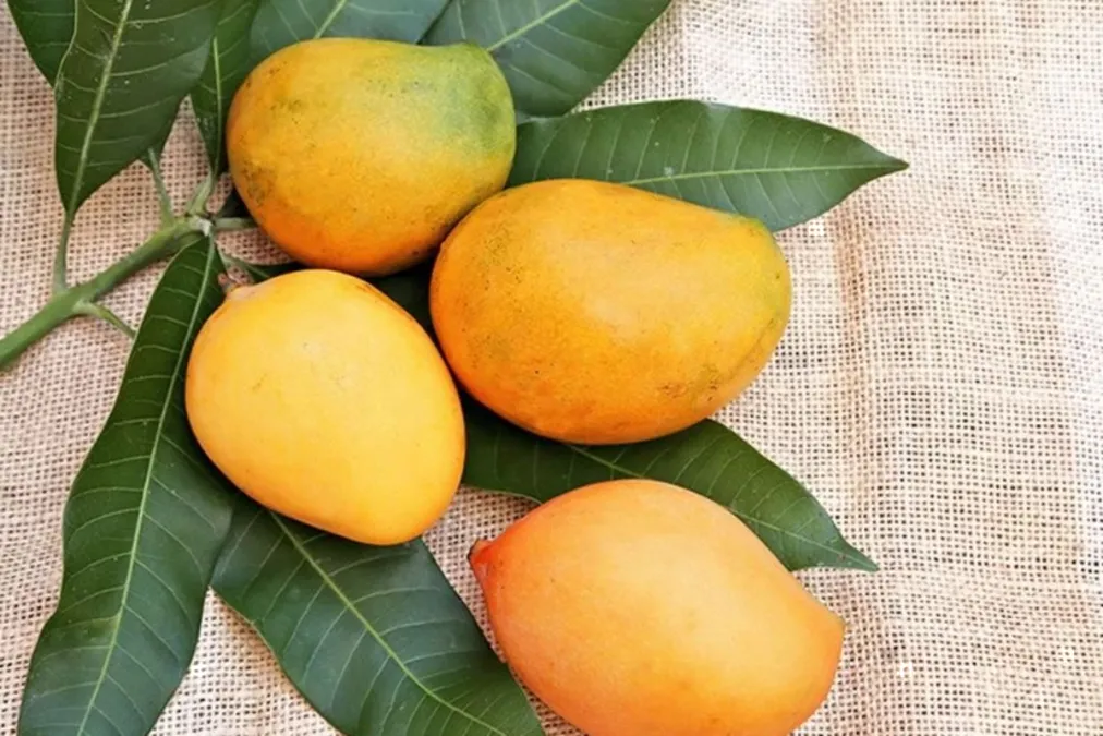 From Moisturization to Brightening; Here are five benefits of mango on ...