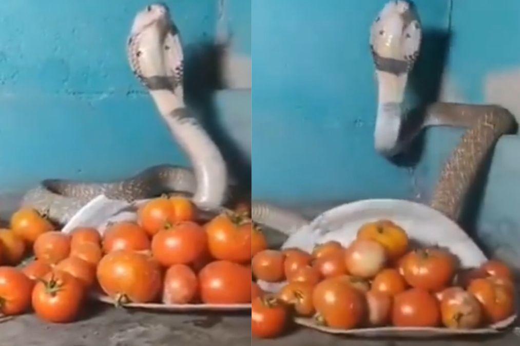 Viral Video: Snake assigned as guard to protect tomatoes will leave you ...