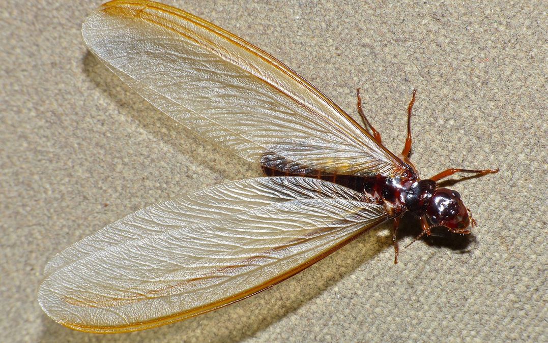 Wage War against Monsoon Pests: Easy and Effective Tips to Keep Your ...