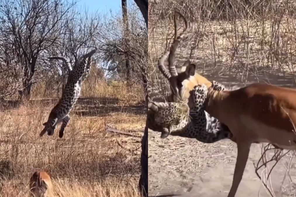 Animal Viral Video: Perfect Execution! Leopard's breathtaking pounce on ...