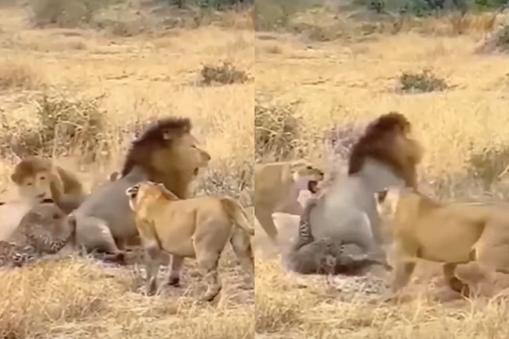 Animal viral video: Intense Battle! Male Lion attacks Leopard ...