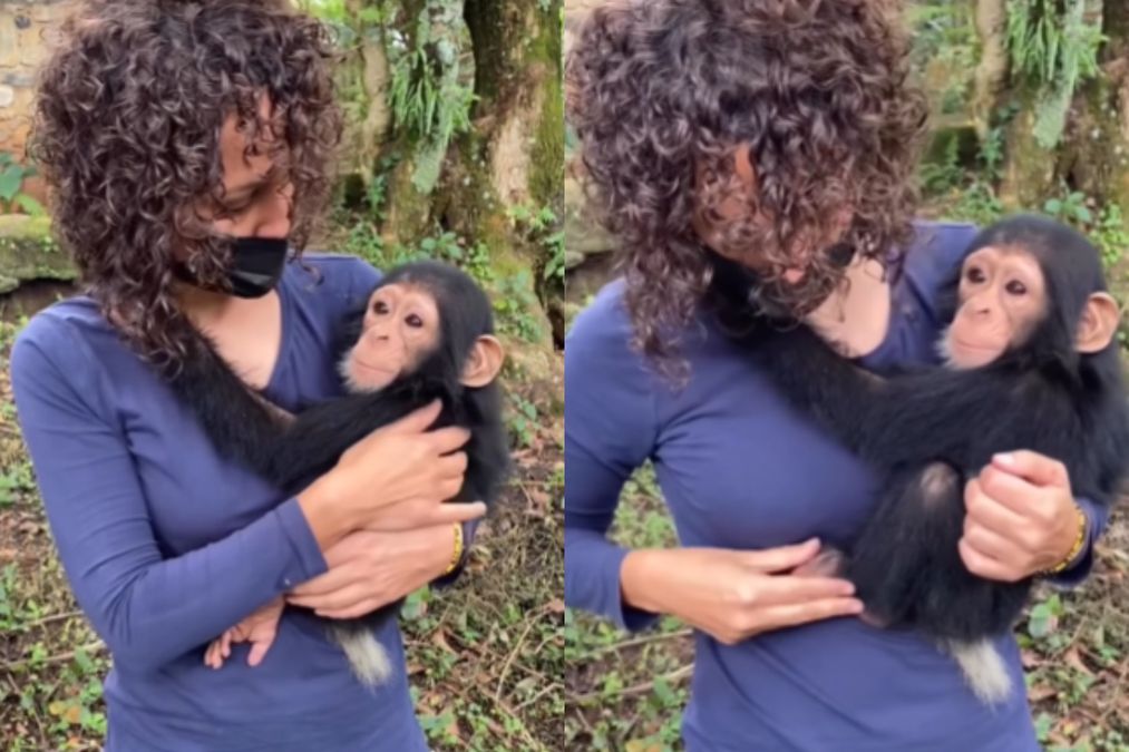Animal viral video: Scared Baby chimpanzee hugs rescuer affectionately ...