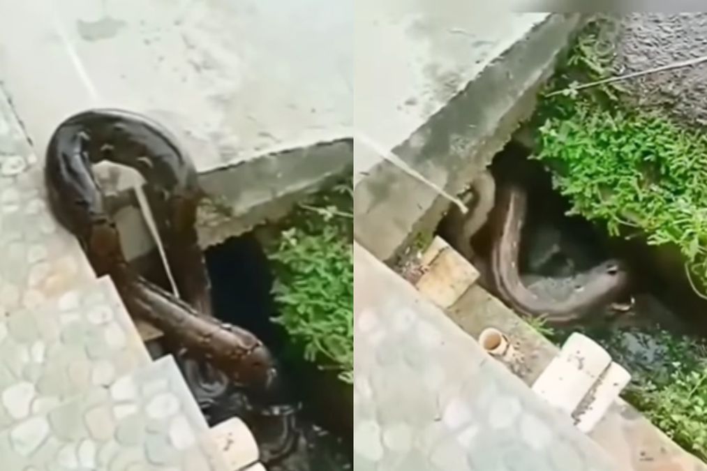 Viral animal video: Netizens shell-shocked as attempt to capture snake ...